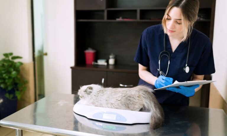 Key Features To Look For in a New Veterinary Scale