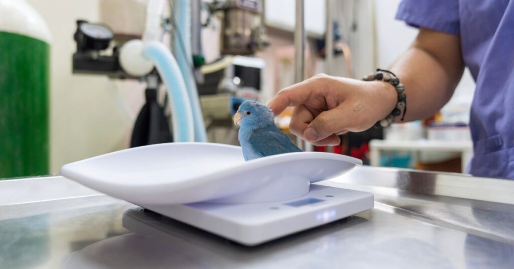 How Veterinarians Weigh Very Small Animals