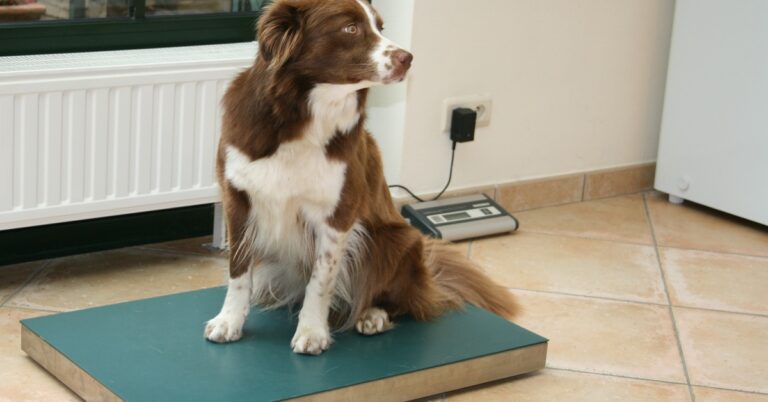 Why Analytical Balance Is Important for Vet Scales